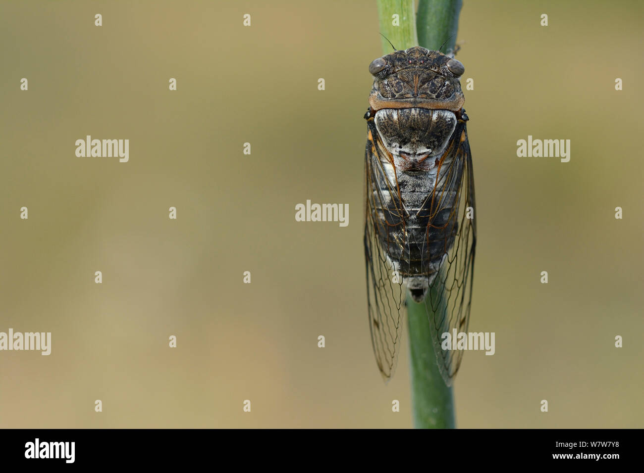 Cicada france hi-res stock photography and images - Alamy