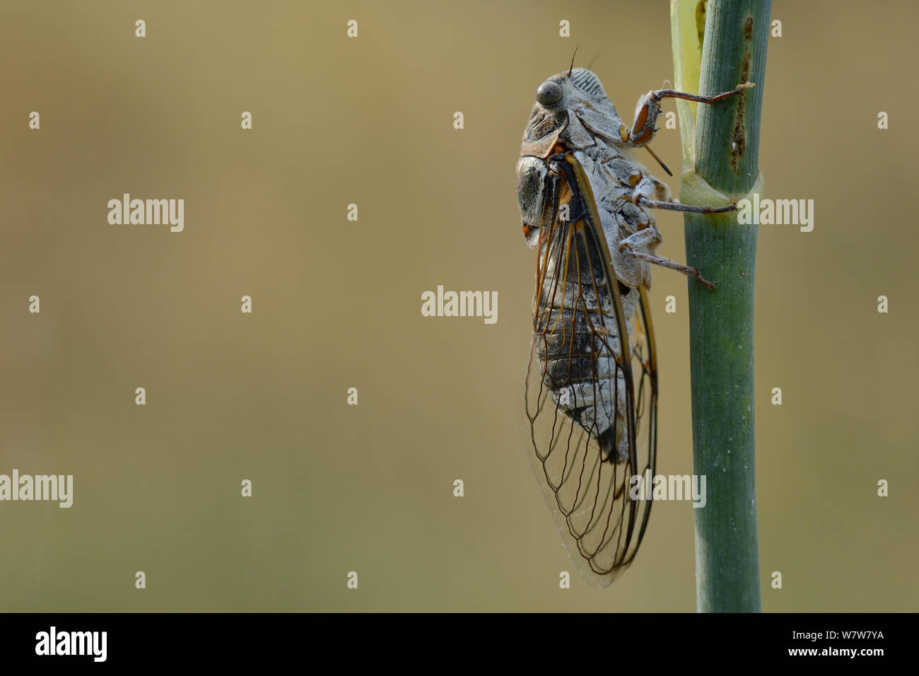 Cicada France High Resolution Stock Photography and Images - Alamy