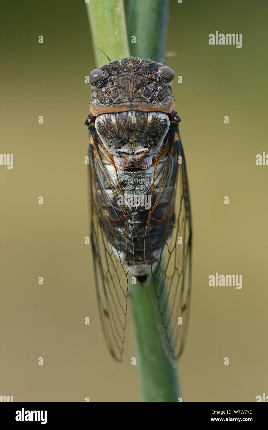 Cicada (Tibicen haematodes) Aude, France, July Stock Photo - Alamy