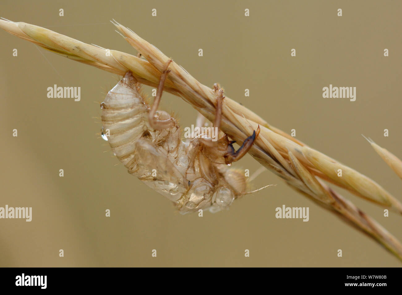 Cicada france hi-res stock photography and images - Alamy