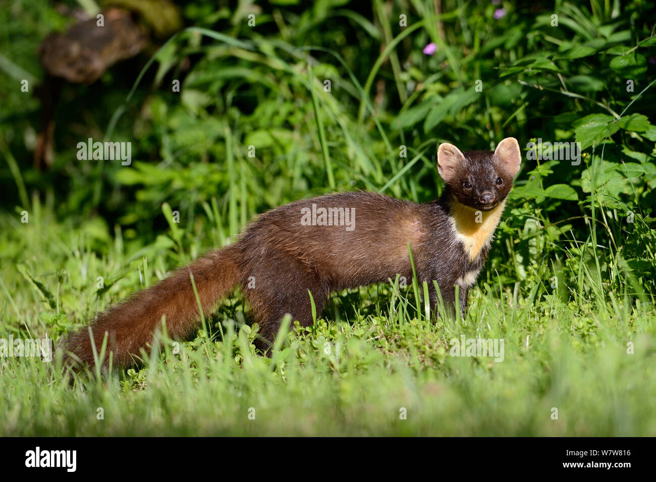 Pine marten (Martes martes) by hedge, Vosges, France, June Stock Photo ...