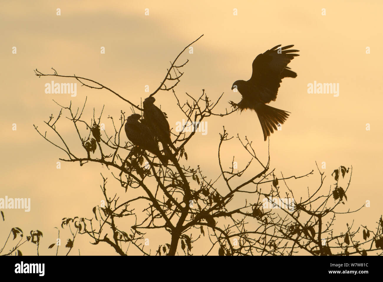 Red kite silhouette hi-res stock photography and images - Alamy