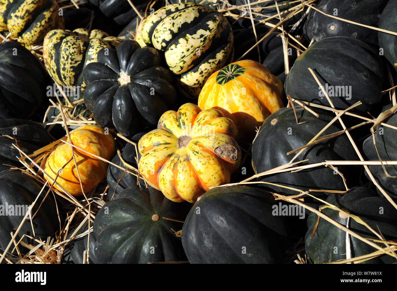pile of acorn squash pumpkin in the Fall season Stock Photo - Alamy