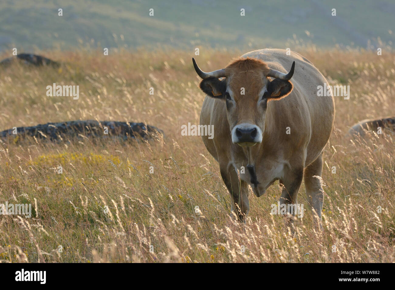 Aubrac cow hi-res stock photography and images - Alamy