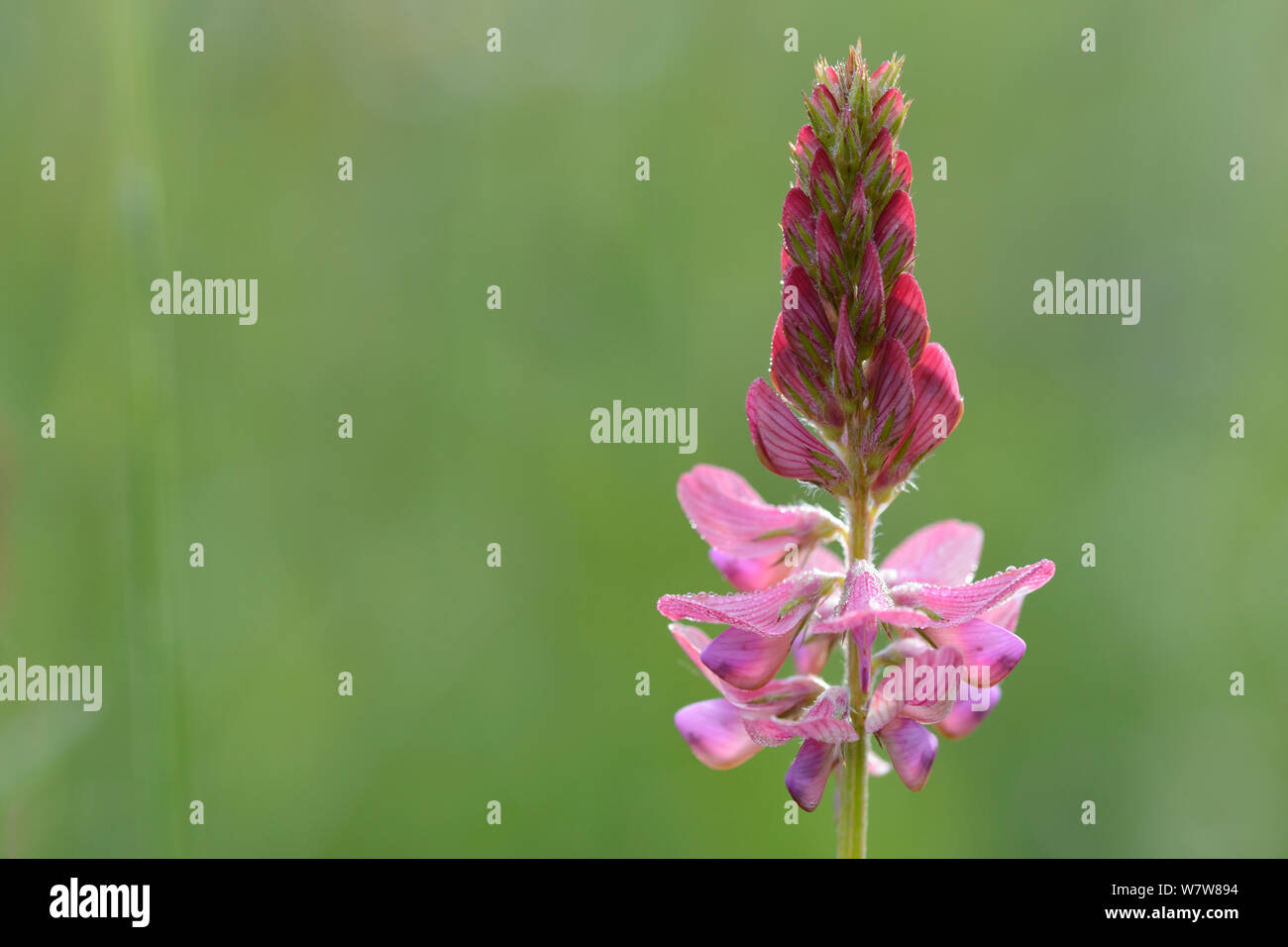 Common sainfoin flower (Onobrychis viciifolia) Vosges, France, May ...