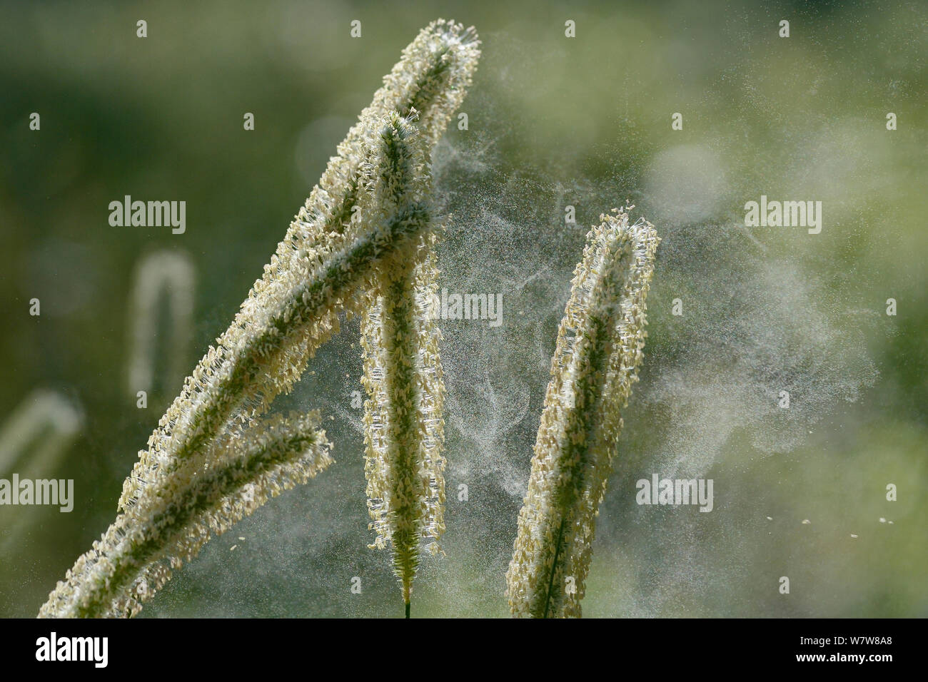 Grass pollination by wind hi-res stock photography and images - Alamy