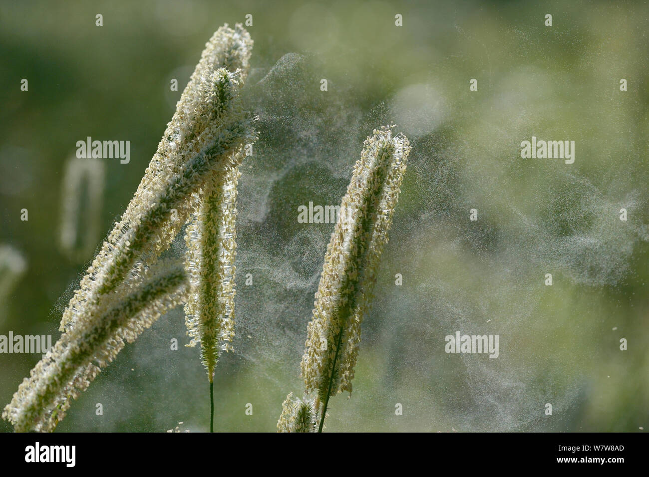 Wind pollinate hi-res stock photography and images - Alamy
