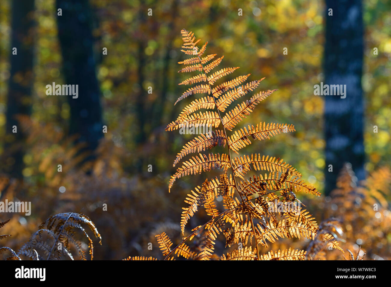 Western bracken fern hi-res stock photography and images - Alamy