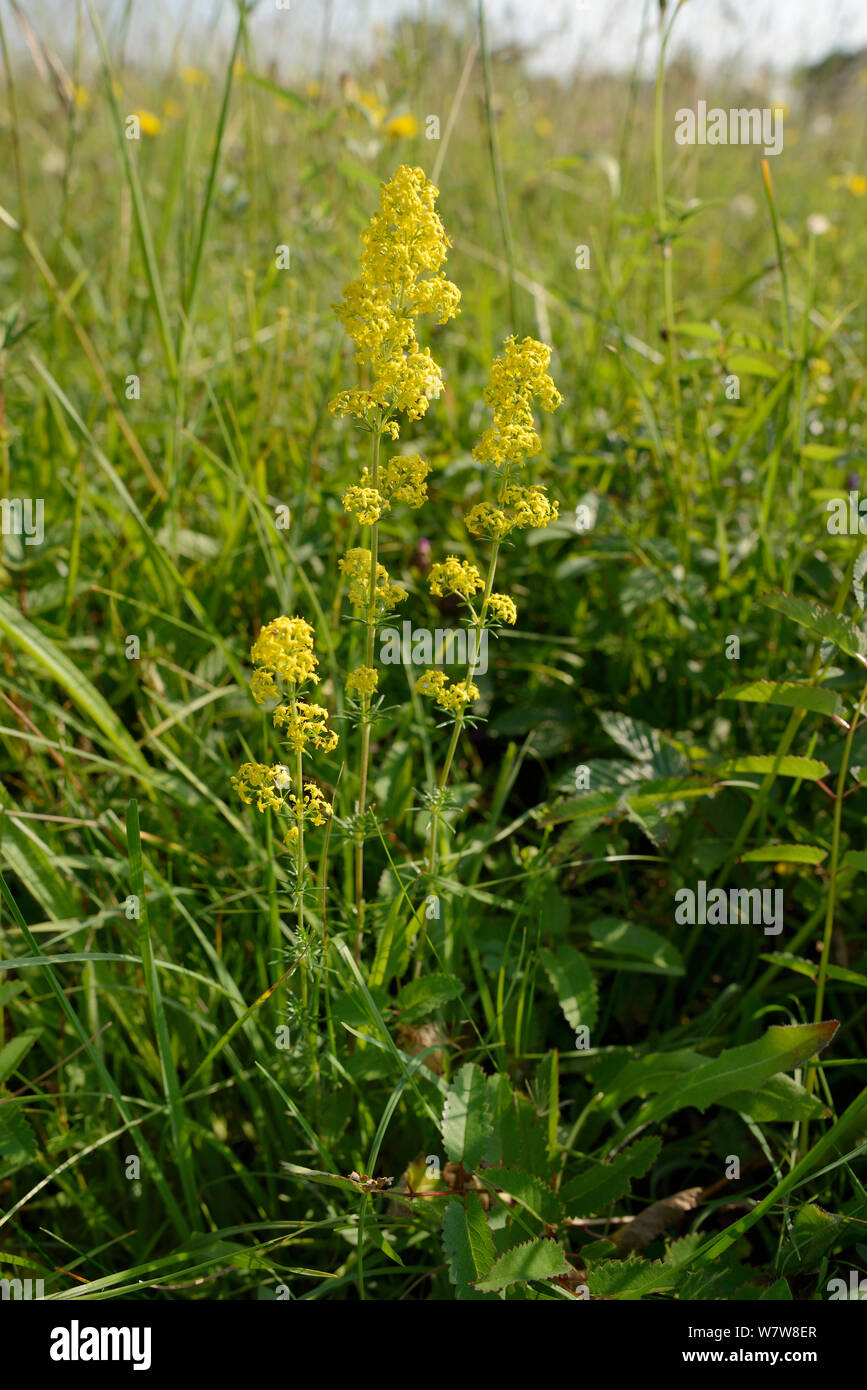 Lady's bedstraw / Yellow bedstraw (Galium verum) flowering in a ...