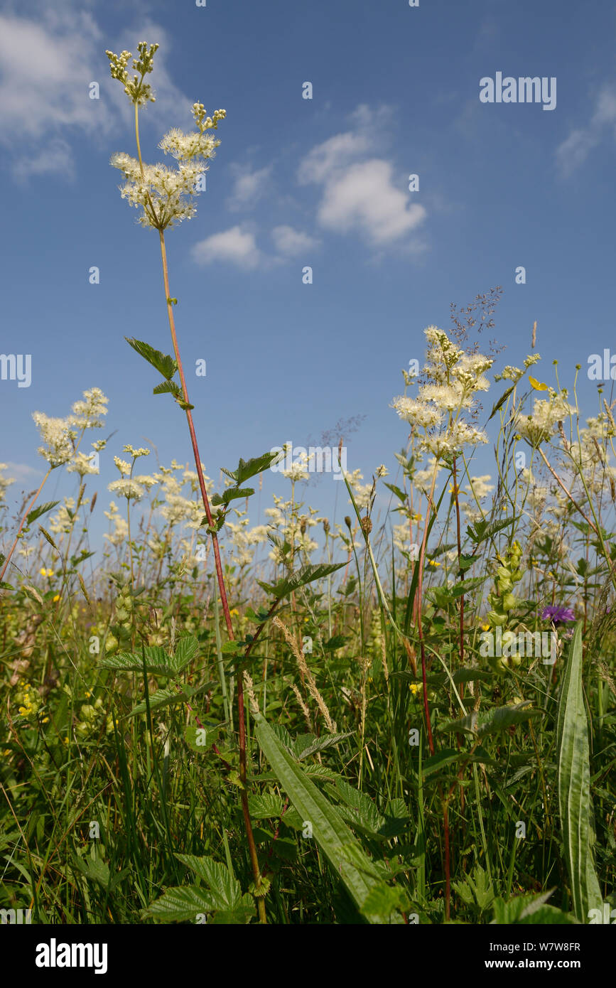 Plant of damp meadows hi-res stock photography and images - Alamy
