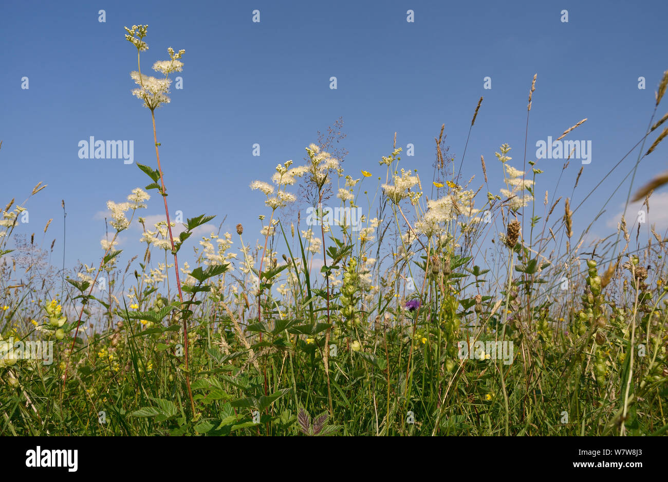 Plant of damp meadows hi-res stock photography and images - Alamy