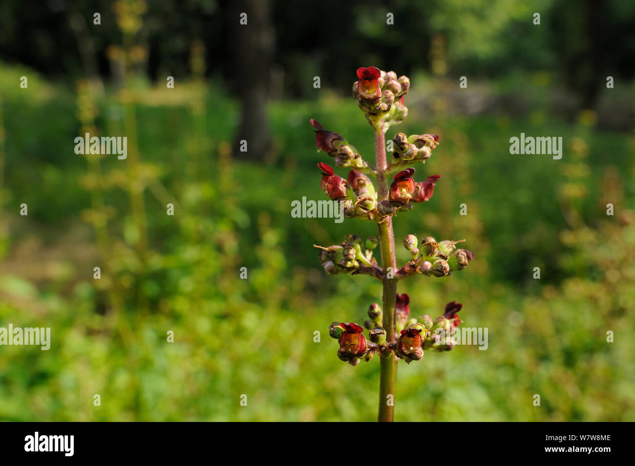 Water figwort (Scrophularia auriculata) flowering in a damp woodland ...