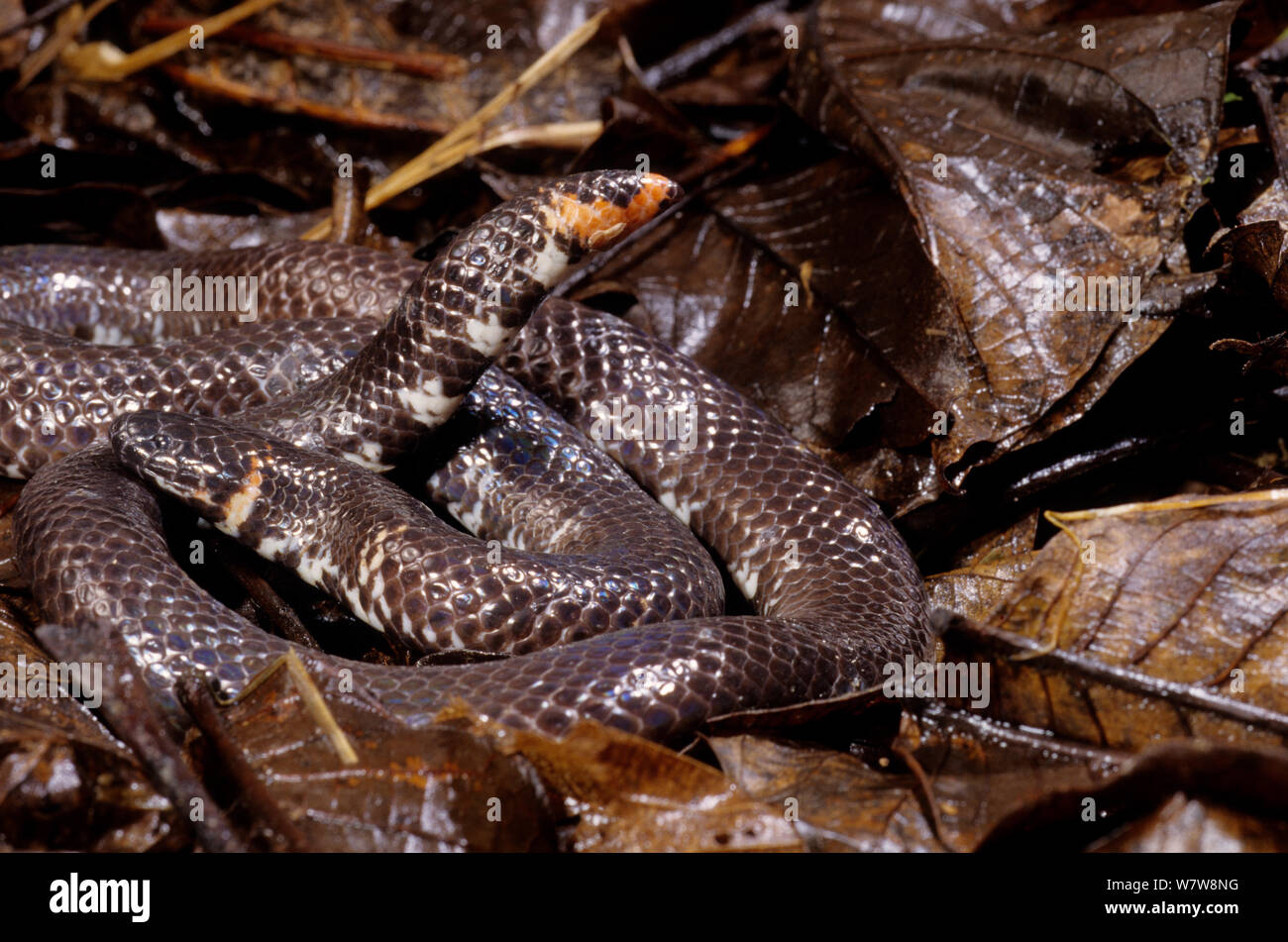 Red tailed pipe snake hi-res stock photography and images - Alamy