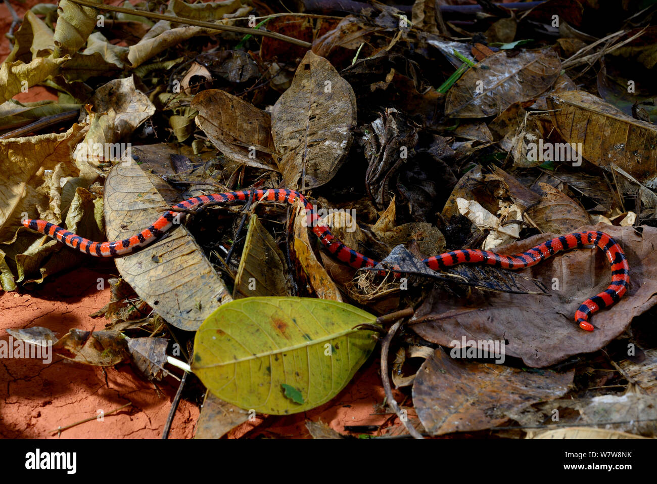 Pipe snake (Anilius scytale scytale) in leaf litter, French Guiana ...