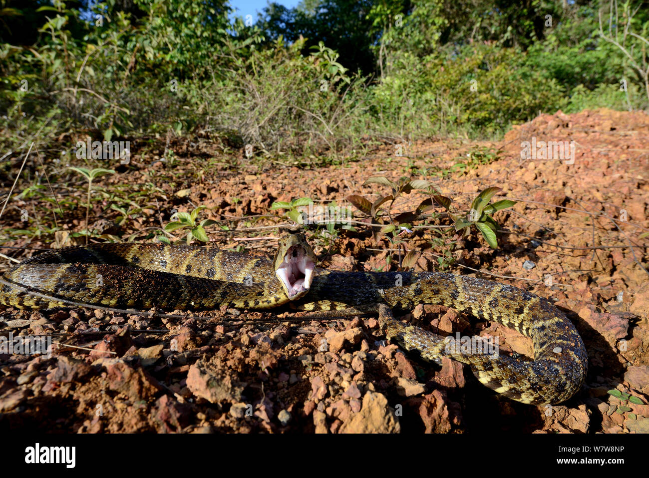 Bothrops lanceolatus hi-res stock photography and images - Alamy