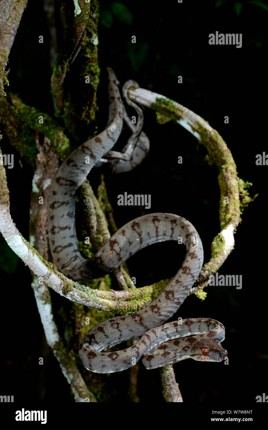 Boa snake hi-res stock photography and images - Alamy