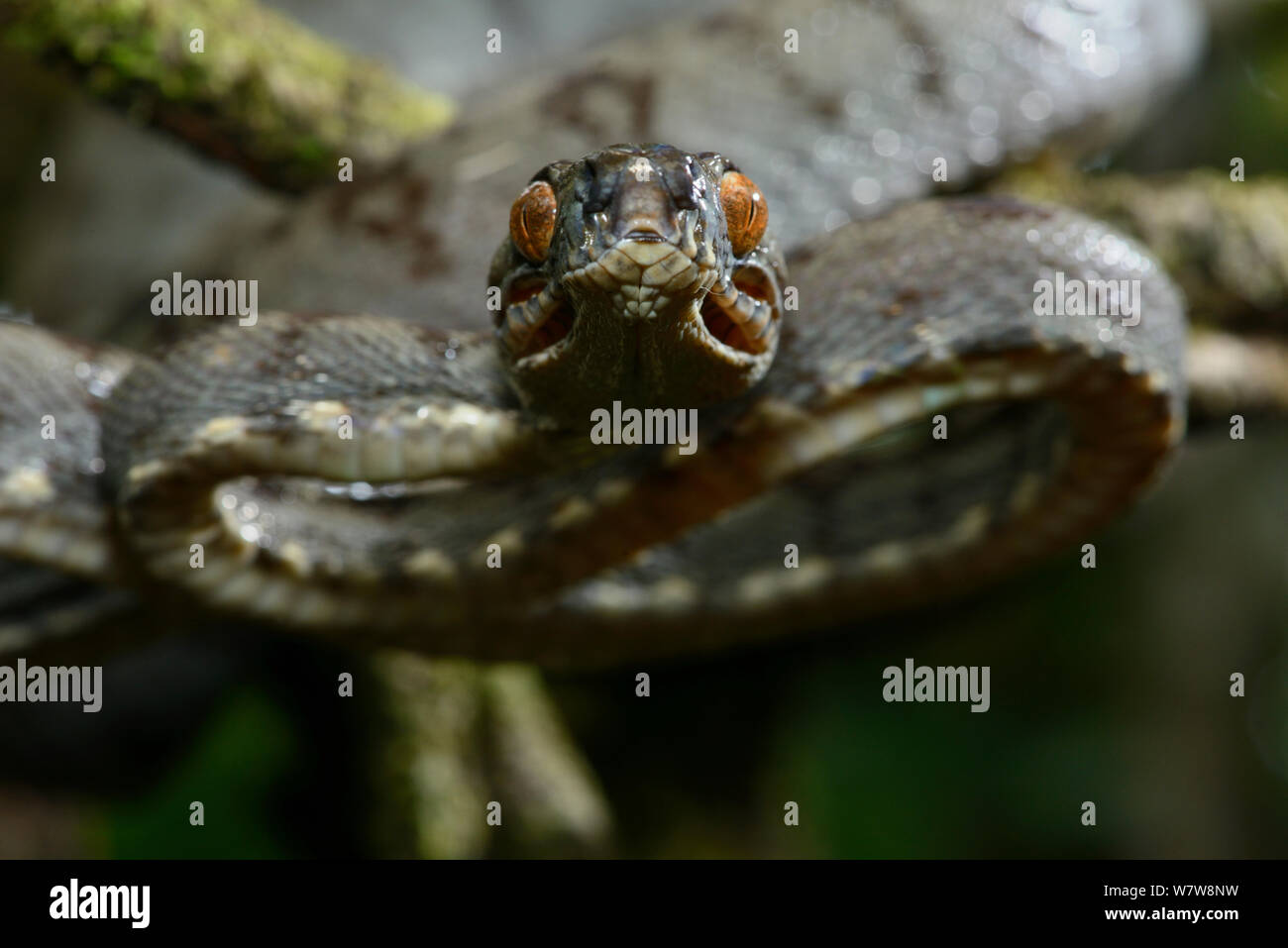 Boa grenadensis hi-res stock photography and images - Alamy