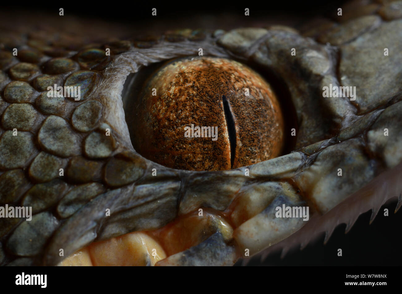 Boid snakes hi-res stock photography and images - Alamy