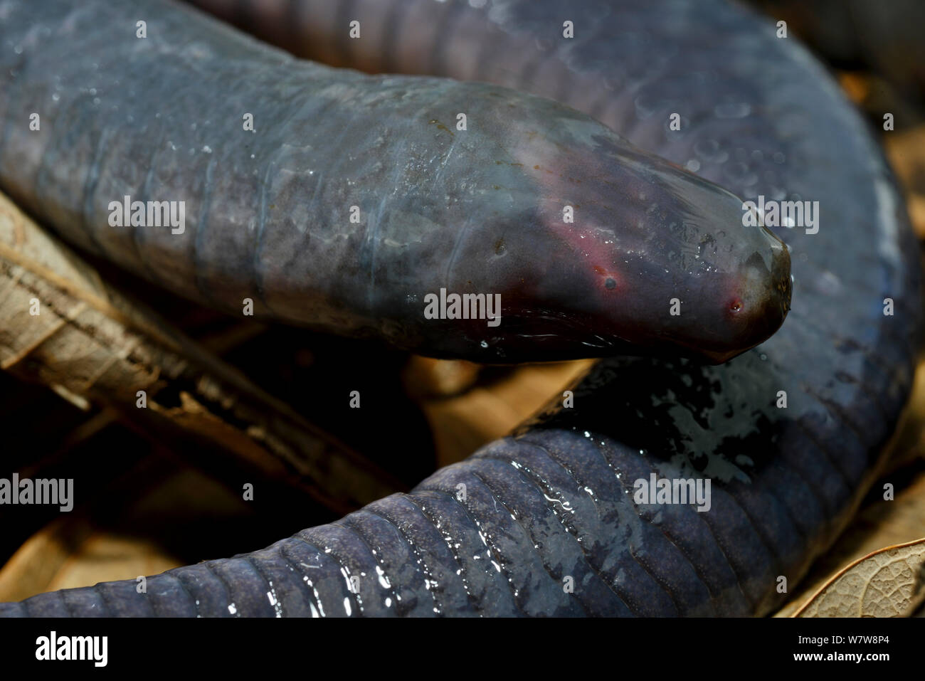 Caecilian (Caecilia tentaculata) French Guiana Stock Photo - Alamy