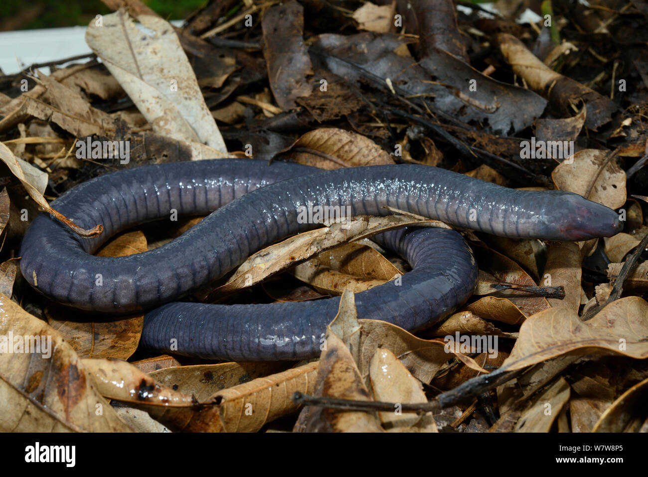 Caecilia hi-res stock photography and images - Alamy
