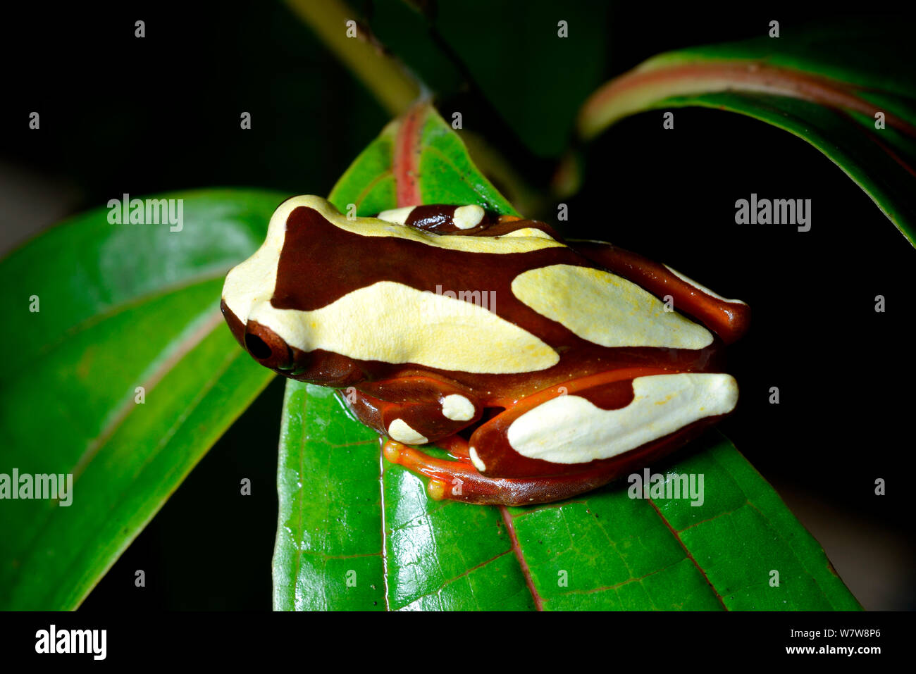 Dendropsophus leucophyllatus hi-res stock photography and images - Alamy