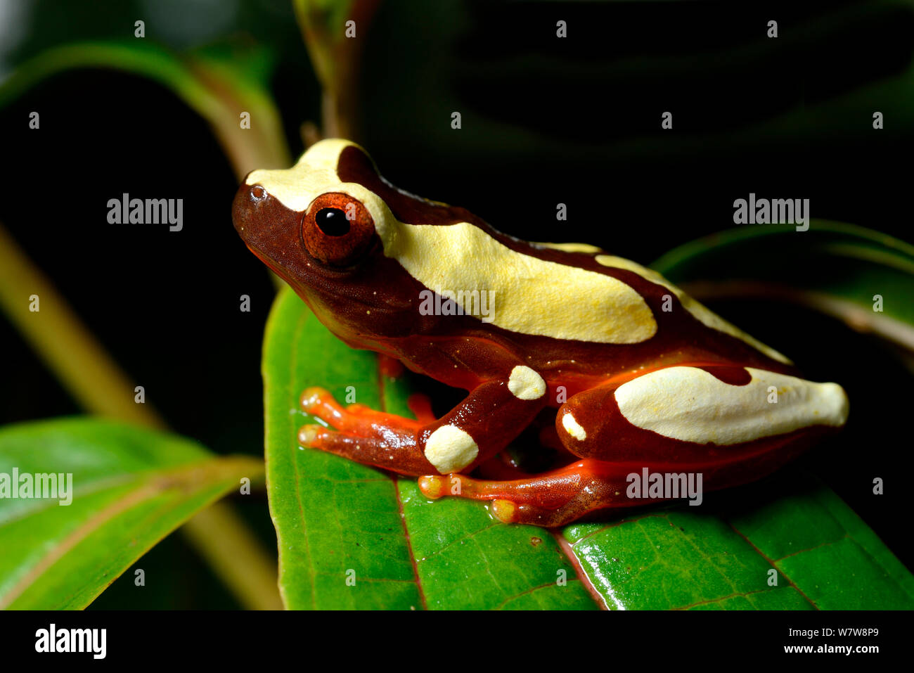 Beireis' treefrog (Dendropsophus leucophyllatus) on leaf, French Guiana ...
