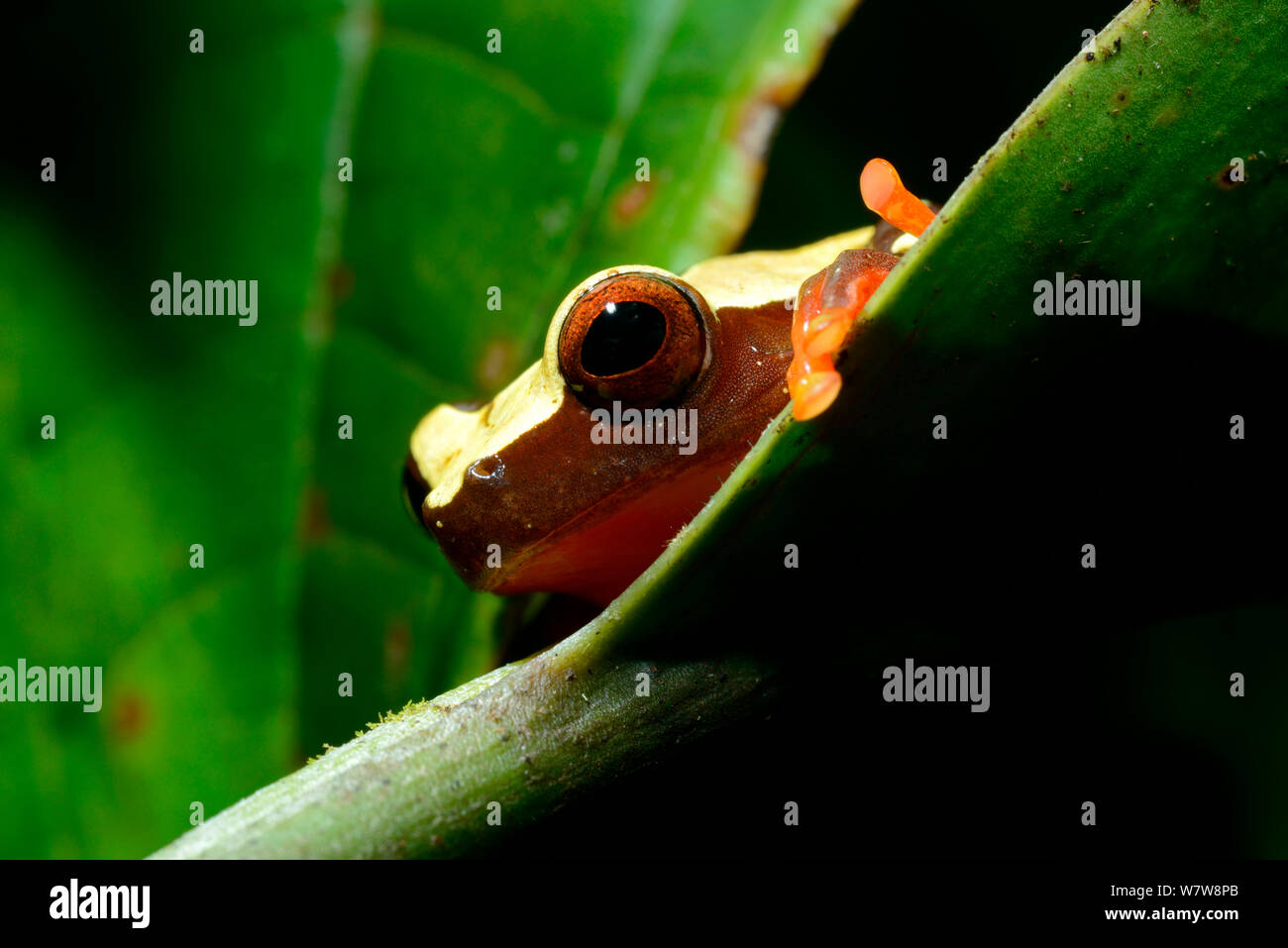 Beireis' treefrog (Dendropsophus leucophyllatus) on leaf, French Guiana ...