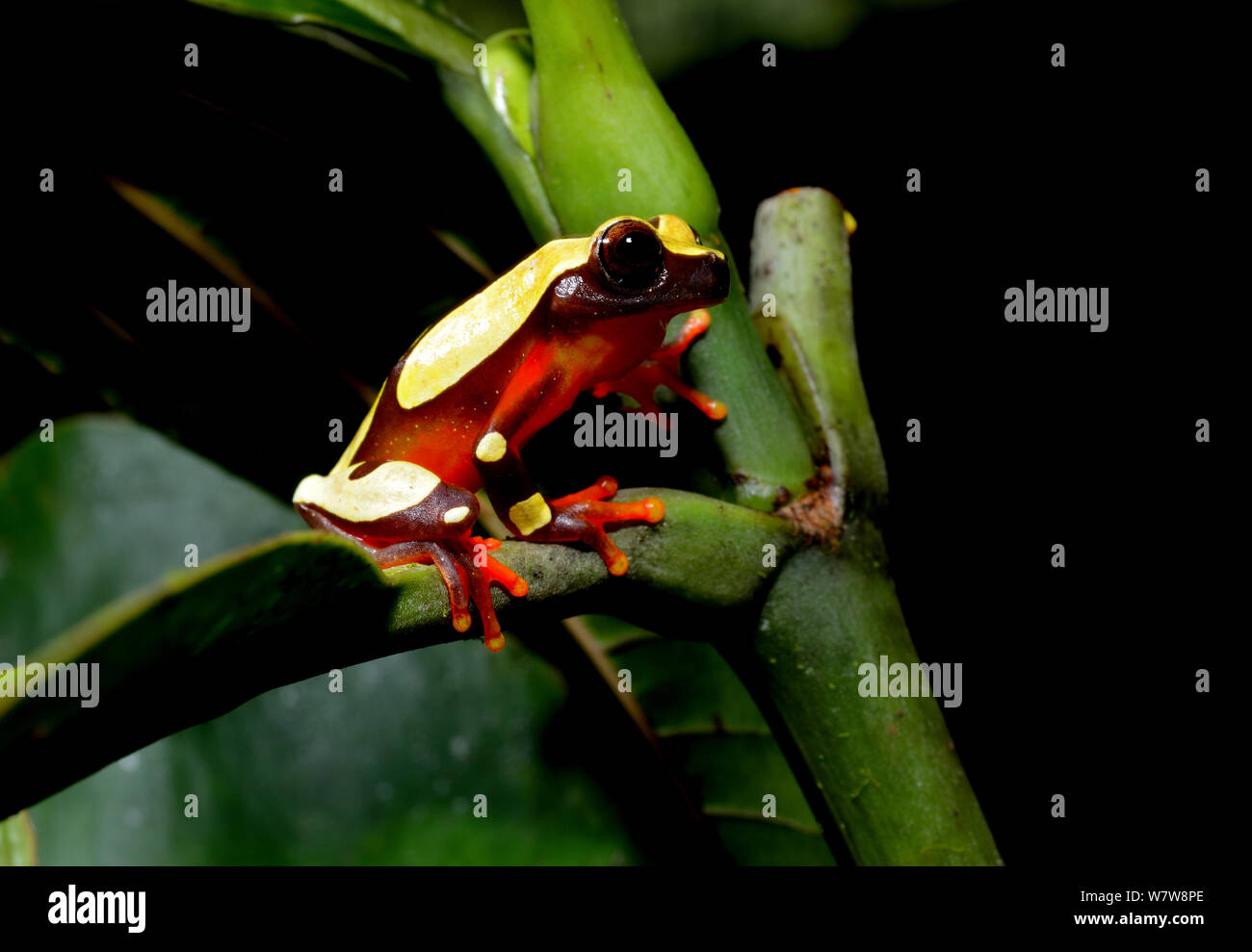 Beireis treefrog hi-res stock photography and images - Alamy