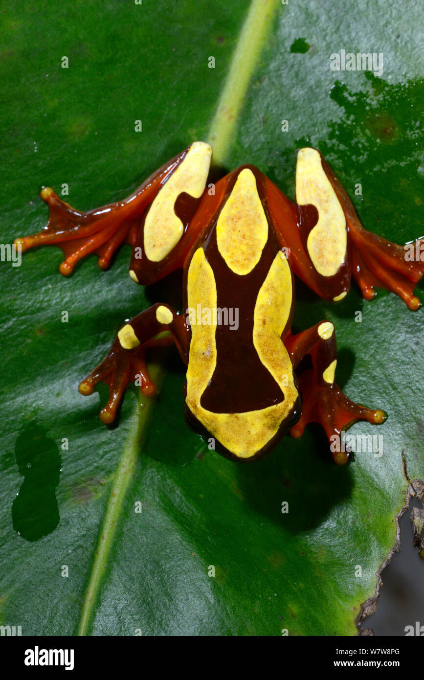 Dendropsophus leucophyllatus hi-res stock photography and images - Alamy
