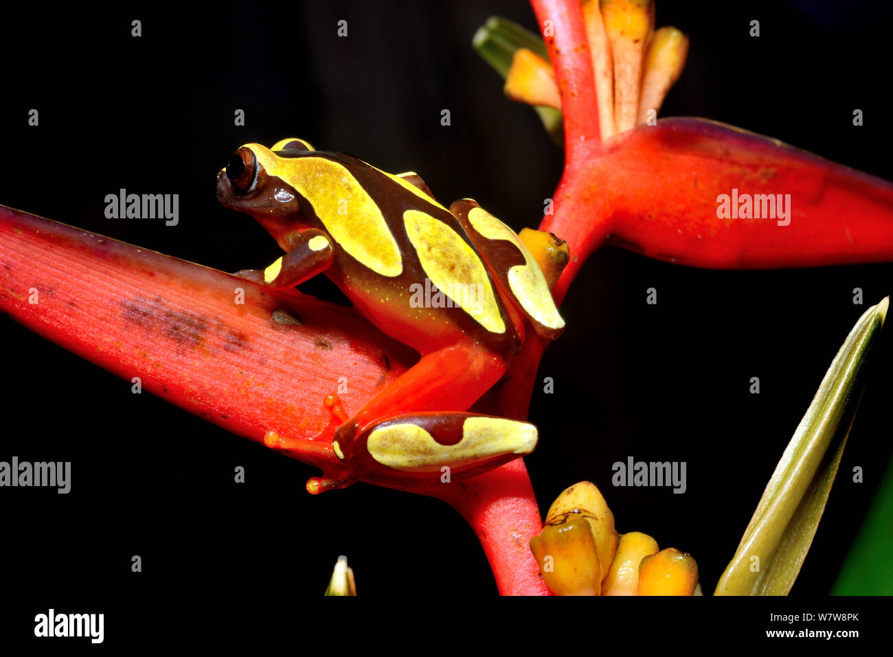 Dendropsophus leucophyllatus hi-res stock photography and images - Alamy