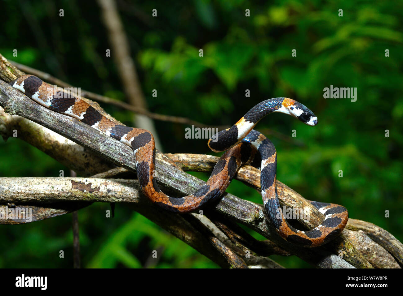 Snail Eating Snake High Resolution Stock Photography and Images - Alamy