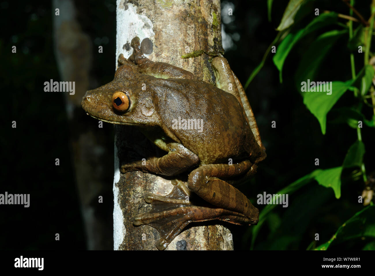 Rusty tree frog hypsiboas boans hi-res stock photography and images - Alamy
