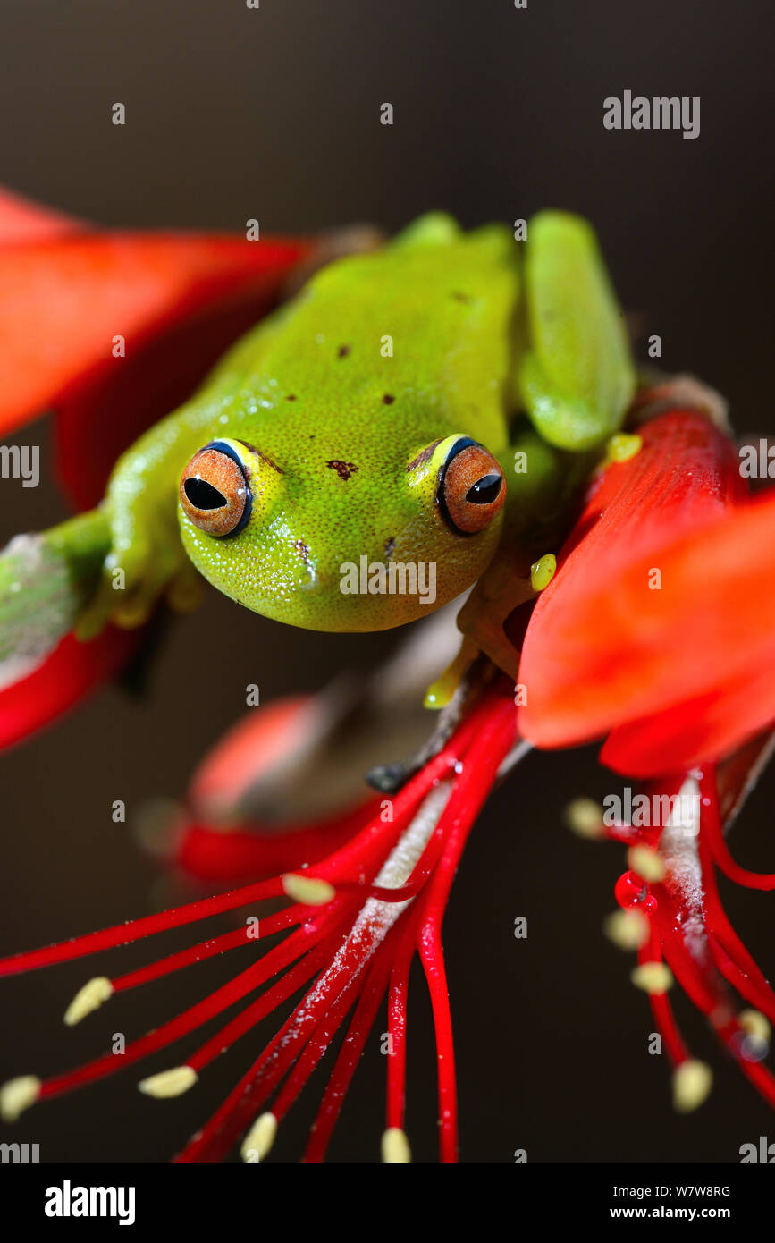 Glass frog (Hyalinobatrachium cappelli) portrait, French Guiana Stock Photo - Alamy