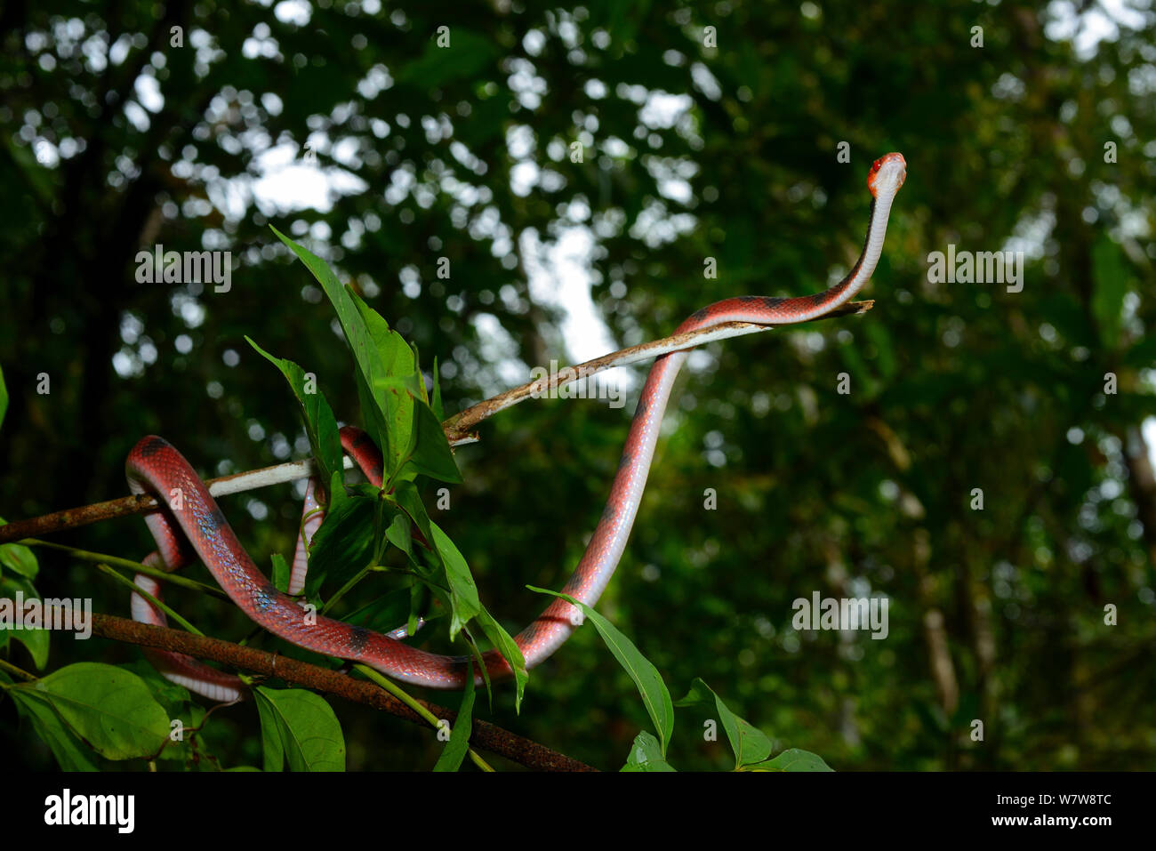 Tropical flat snake (Siphlophis compressus) climbing branch, French ...