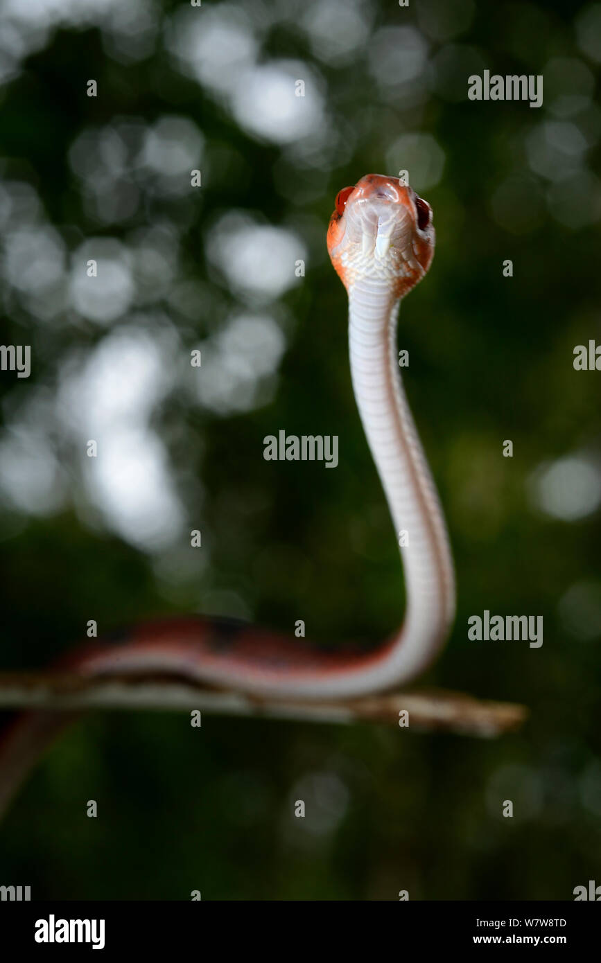 French guiana snake hi-res stock photography and images - Alamy