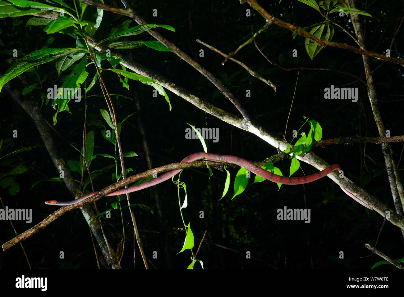 Tropical flat snake (Siphlophis compressus) climbing branch, French ...