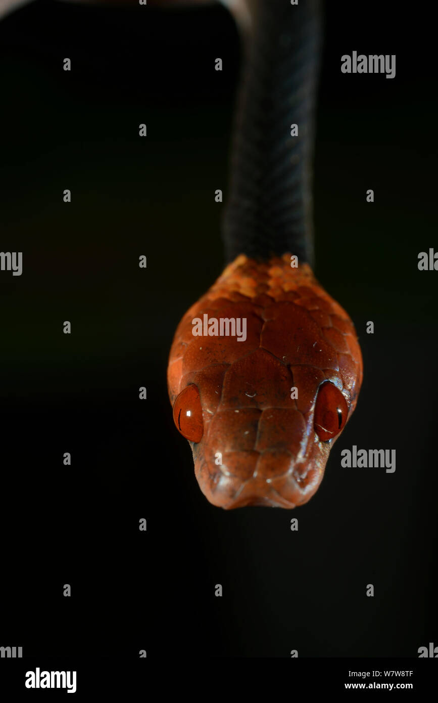 Tropical flat snake (Siphlophis compressus) portrait, French Guiana ...