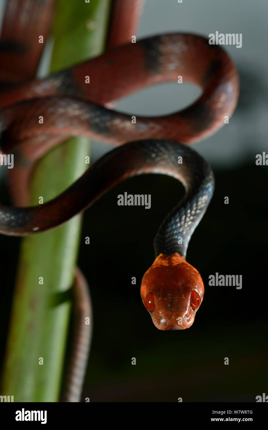 Tropical flat snake hi-res stock photography and images - Alamy