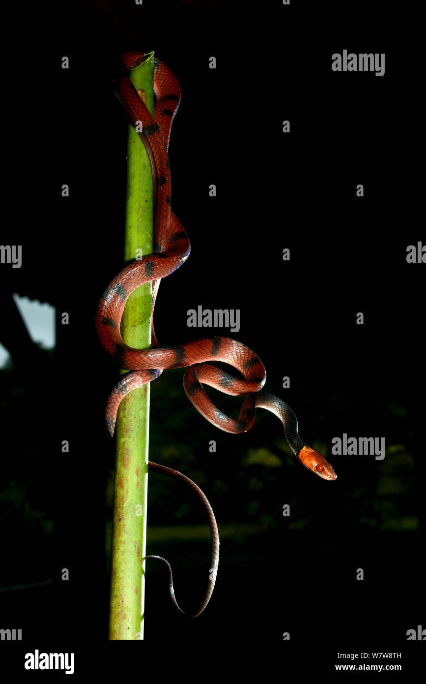 Climbing snake hi-res stock photography and images - Alamy