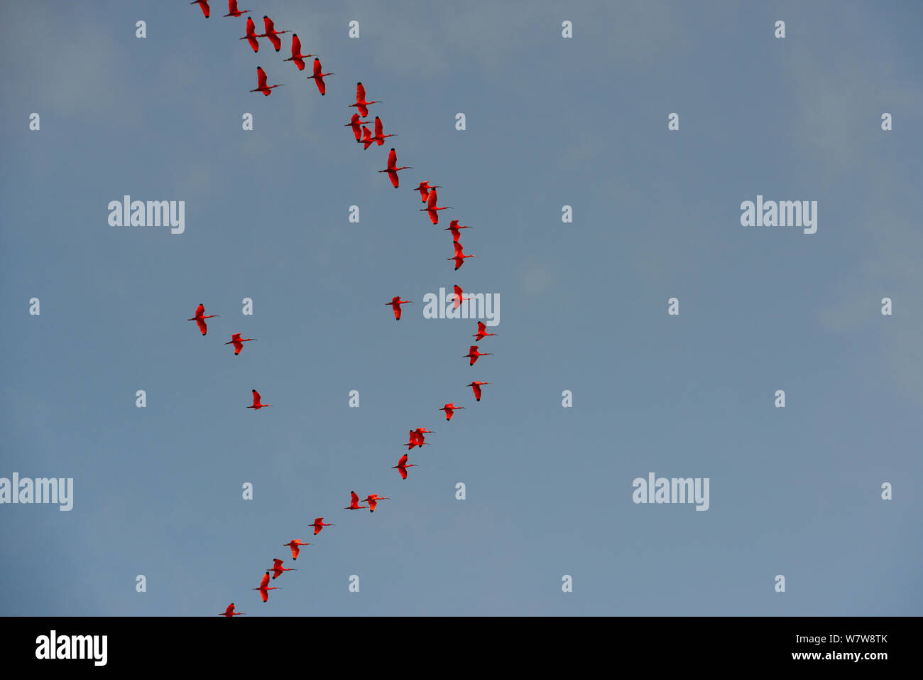 Scarlet ibis in flight hi-res stock photography and images - Alamy