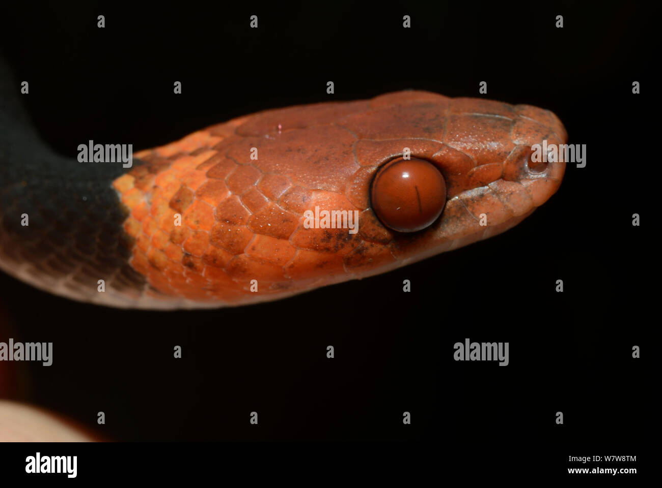 French guiana snake hi-res stock photography and images - Alamy