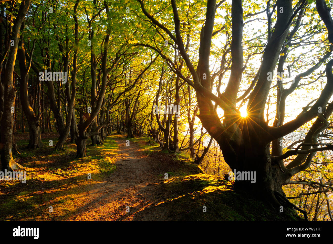 Sunlight through European beech (Fagus sylvatica) trees along coastal ...