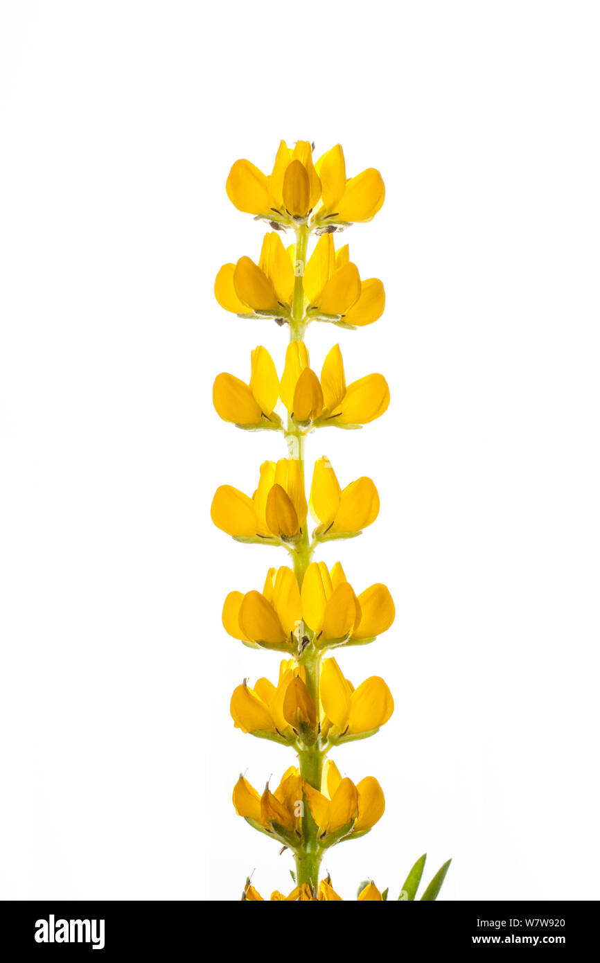 European Yellow Lupine (Lupinus luteus) Portugal, April ...