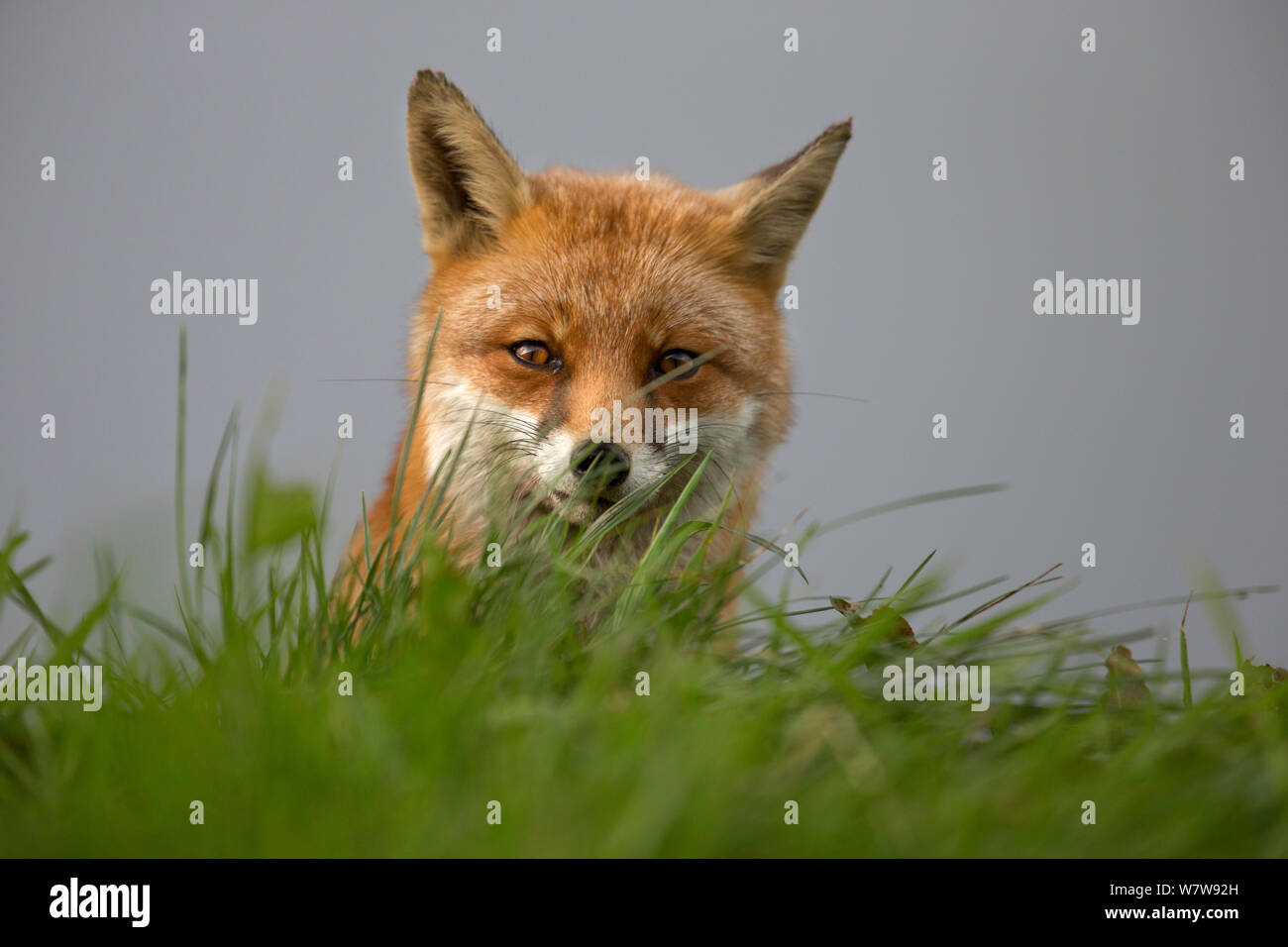 Devon fox hi-res stock photography and images - Alamy