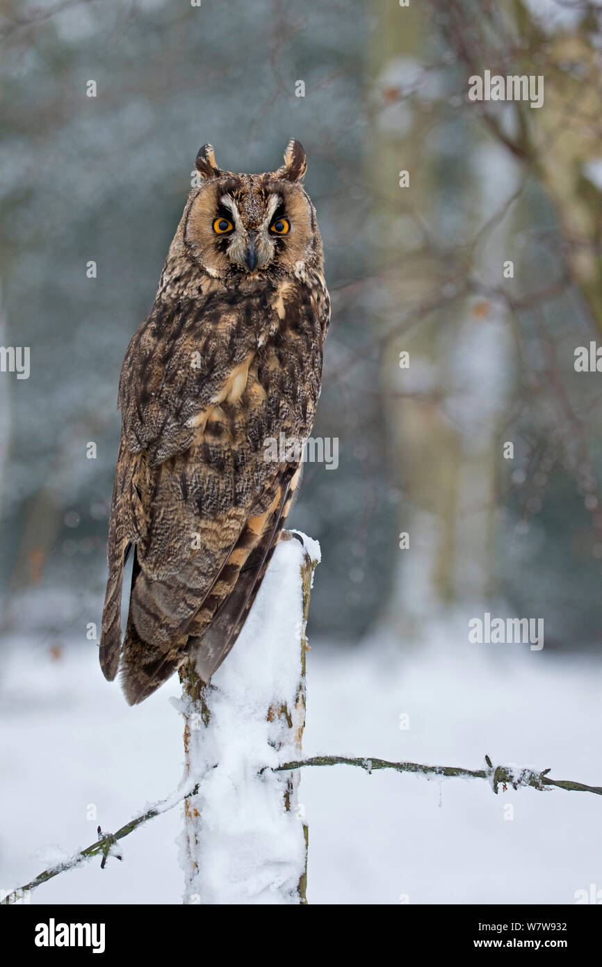 Rear view of owl hi-res stock photography and images - Alamy