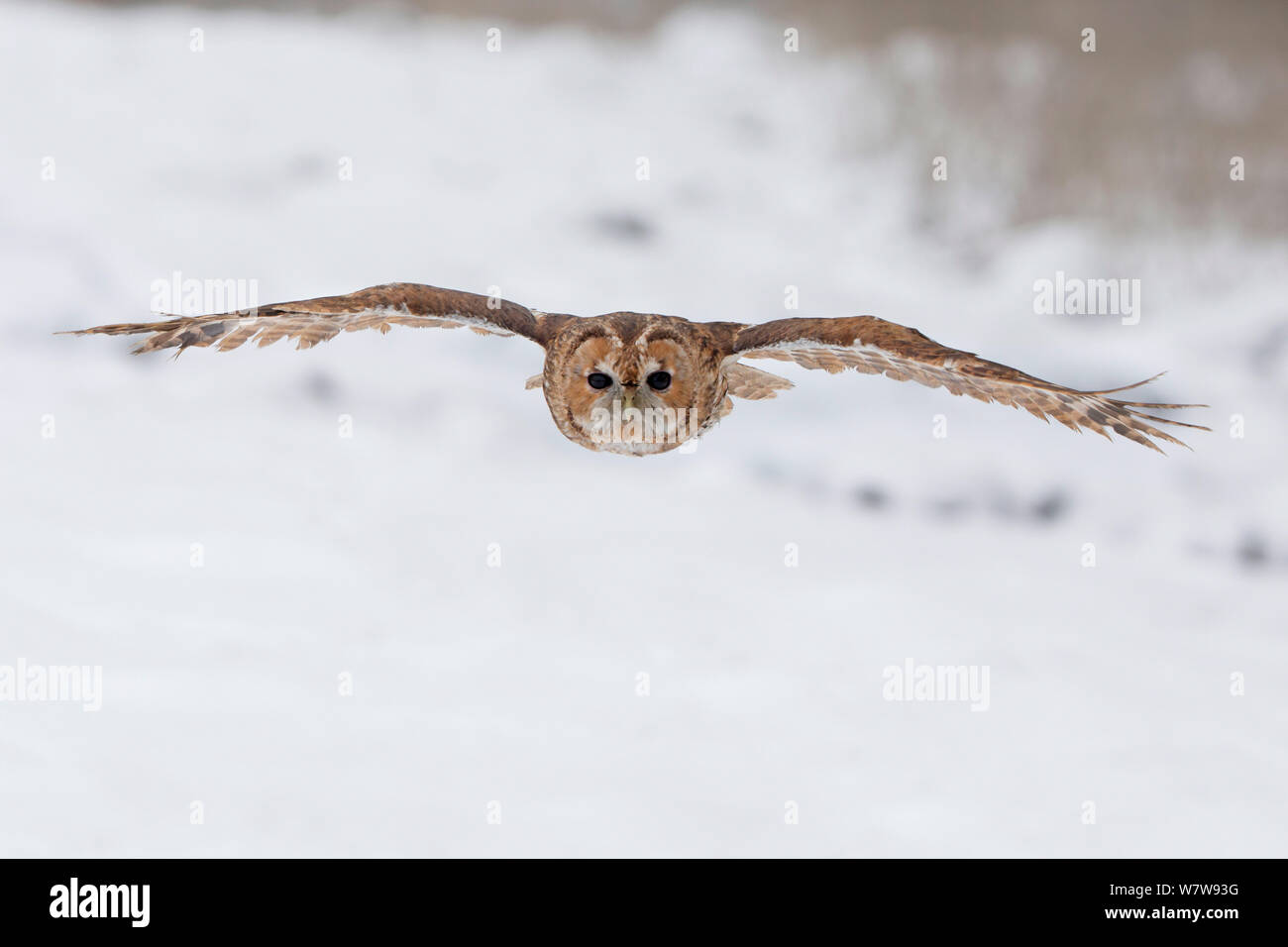 Tawny owl flying hi-res stock photography and images - Alamy
