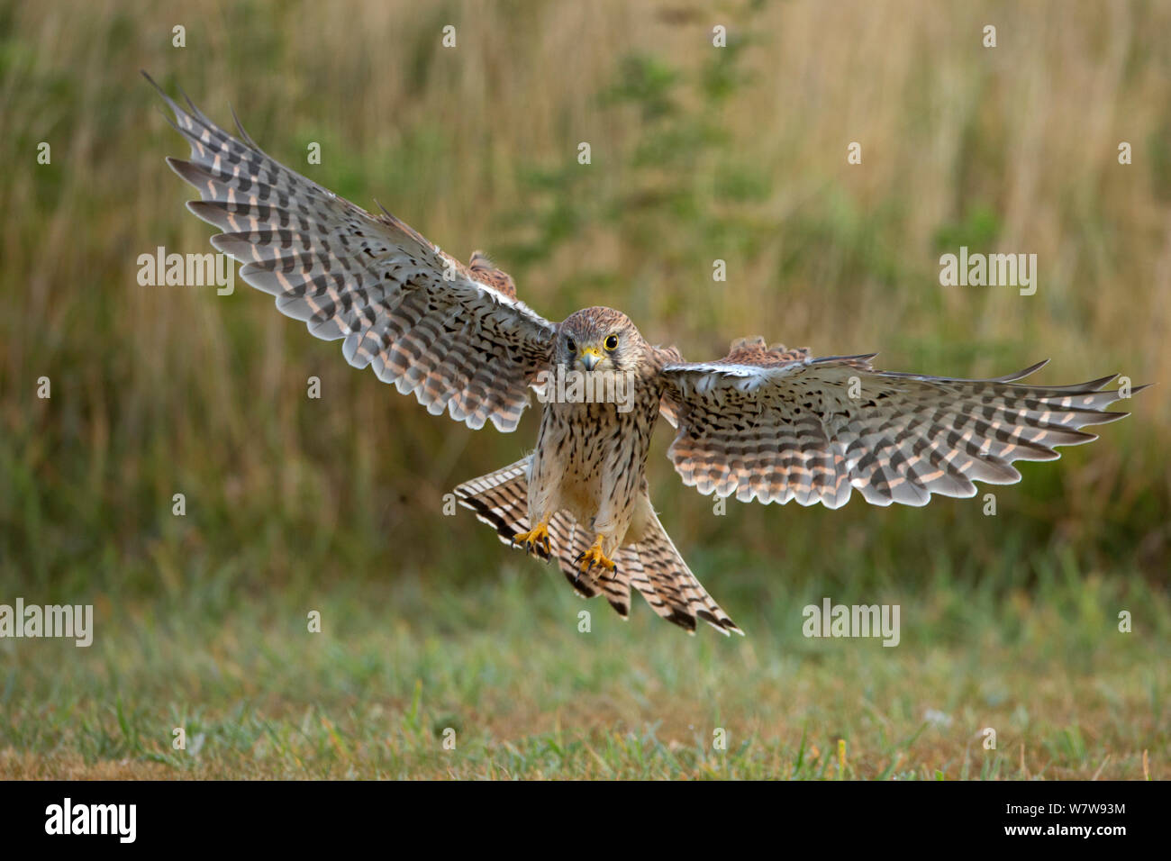 Swooping falcon hi-res stock photography and images - Alamy