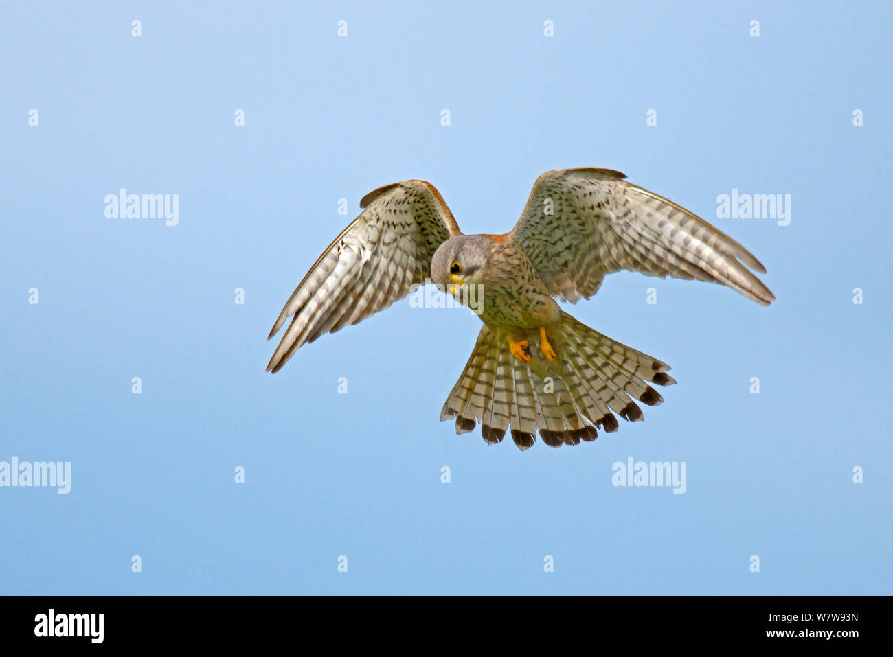 Hovering falcon hi-res stock photography and images - Alamy