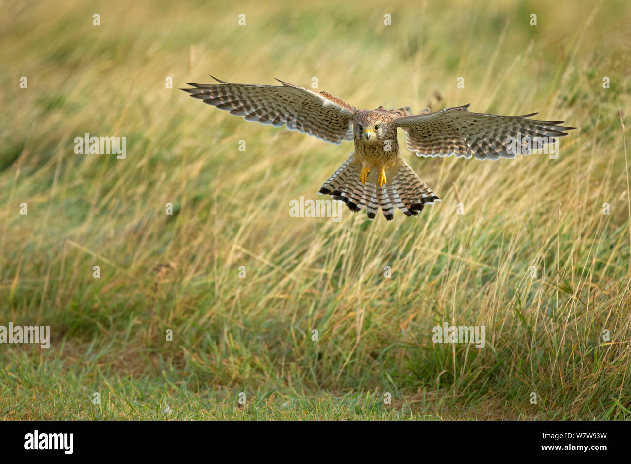 Swooping falcon hi-res stock photography and images - Alamy
