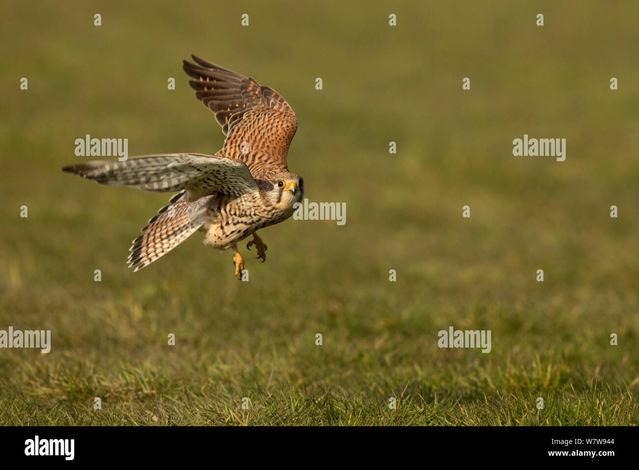 Kestrel (Falco tinninculus) flying up after a dive, UK, March Stock ...